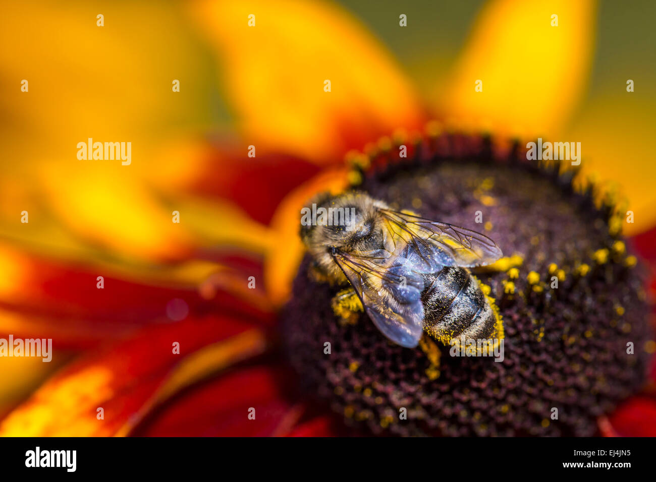 Close-up photo of a Western Honey Bee gathering nectar and spreading ...