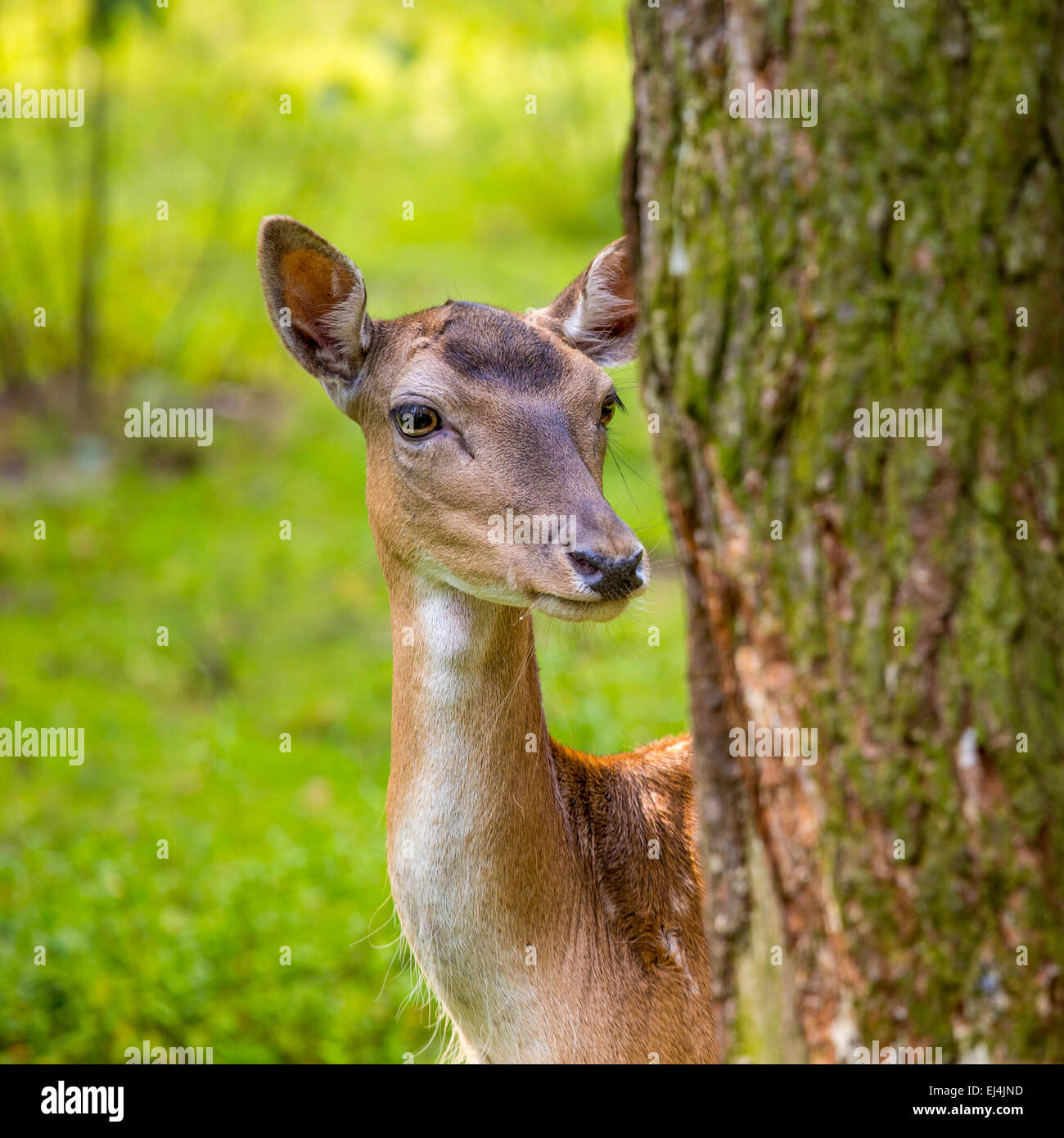 Close-up fallow deer in wild nature Stock Photo - Alamy