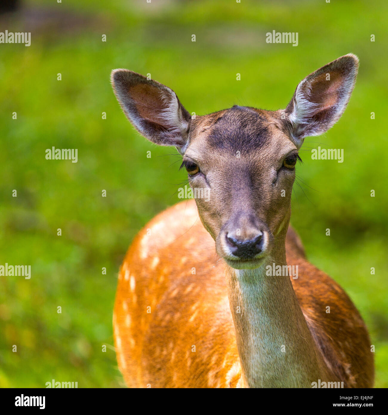 Close-up fallow deer in wild nature Stock Photo - Alamy
