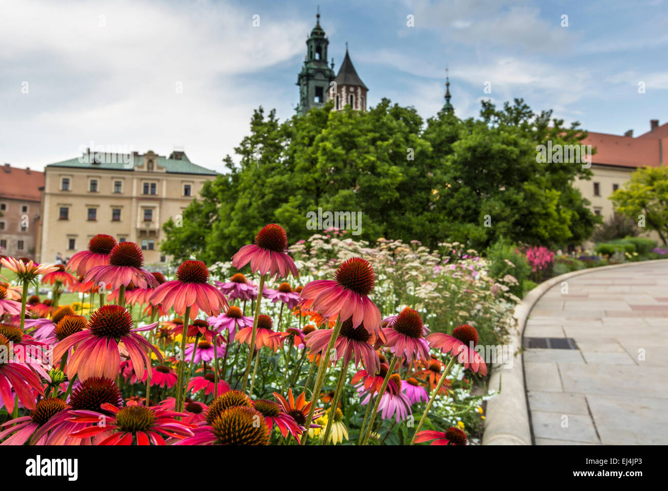 Poland National Flower Stock Photos & Poland National Flower Stock ...