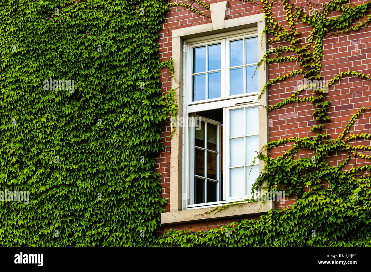 window covered with green ivy Stock Photo - Alamy