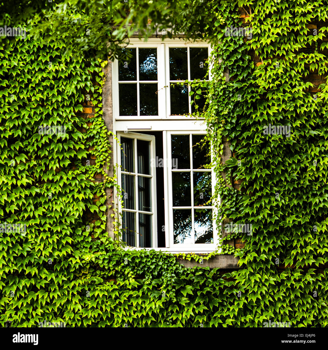 window covered with green ivy Stock Photo - Alamy