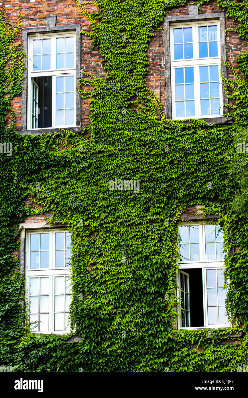 window covered with green ivy Stock Photo - Alamy