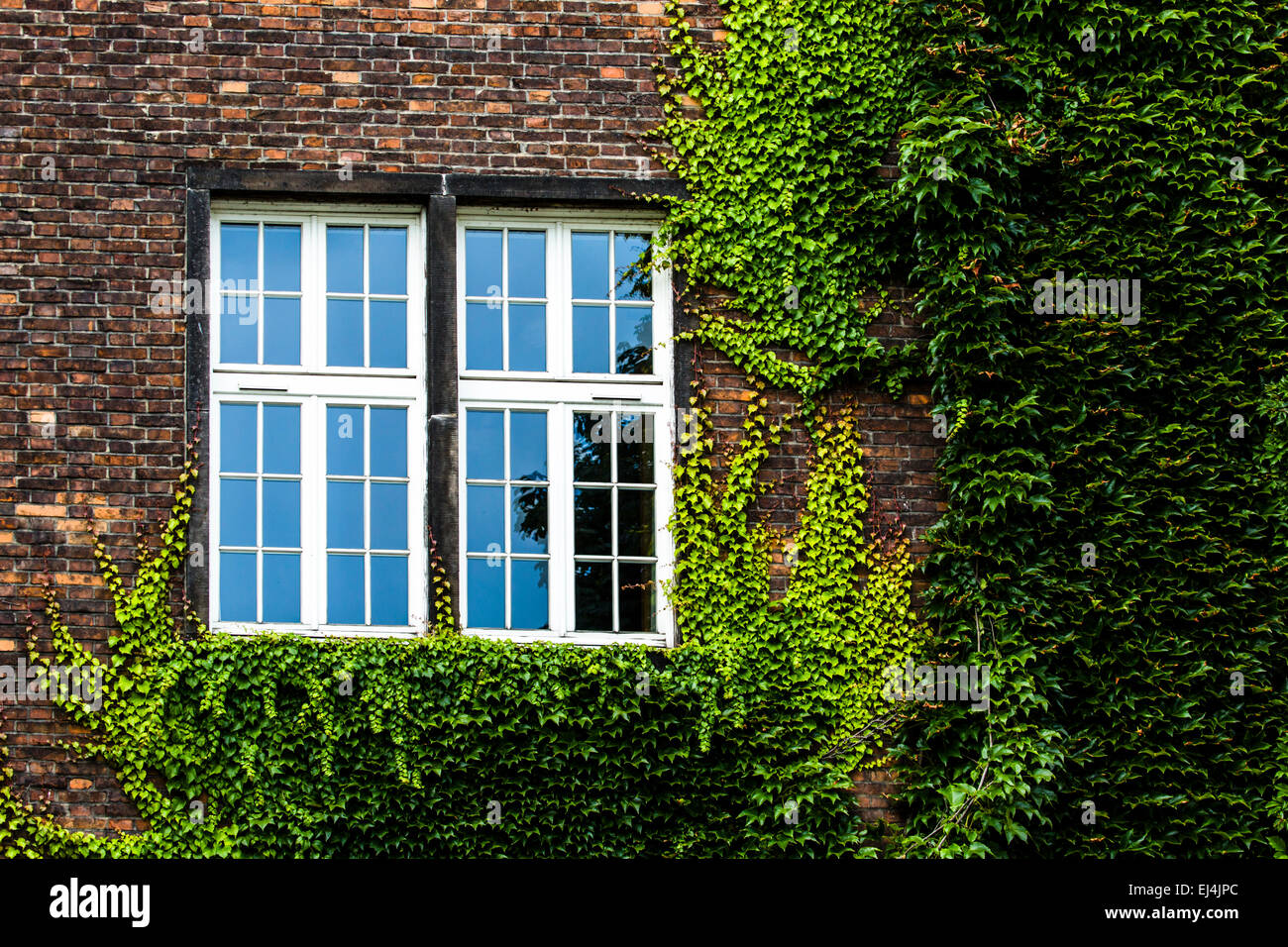 window covered with green ivy Stock Photo - Alamy