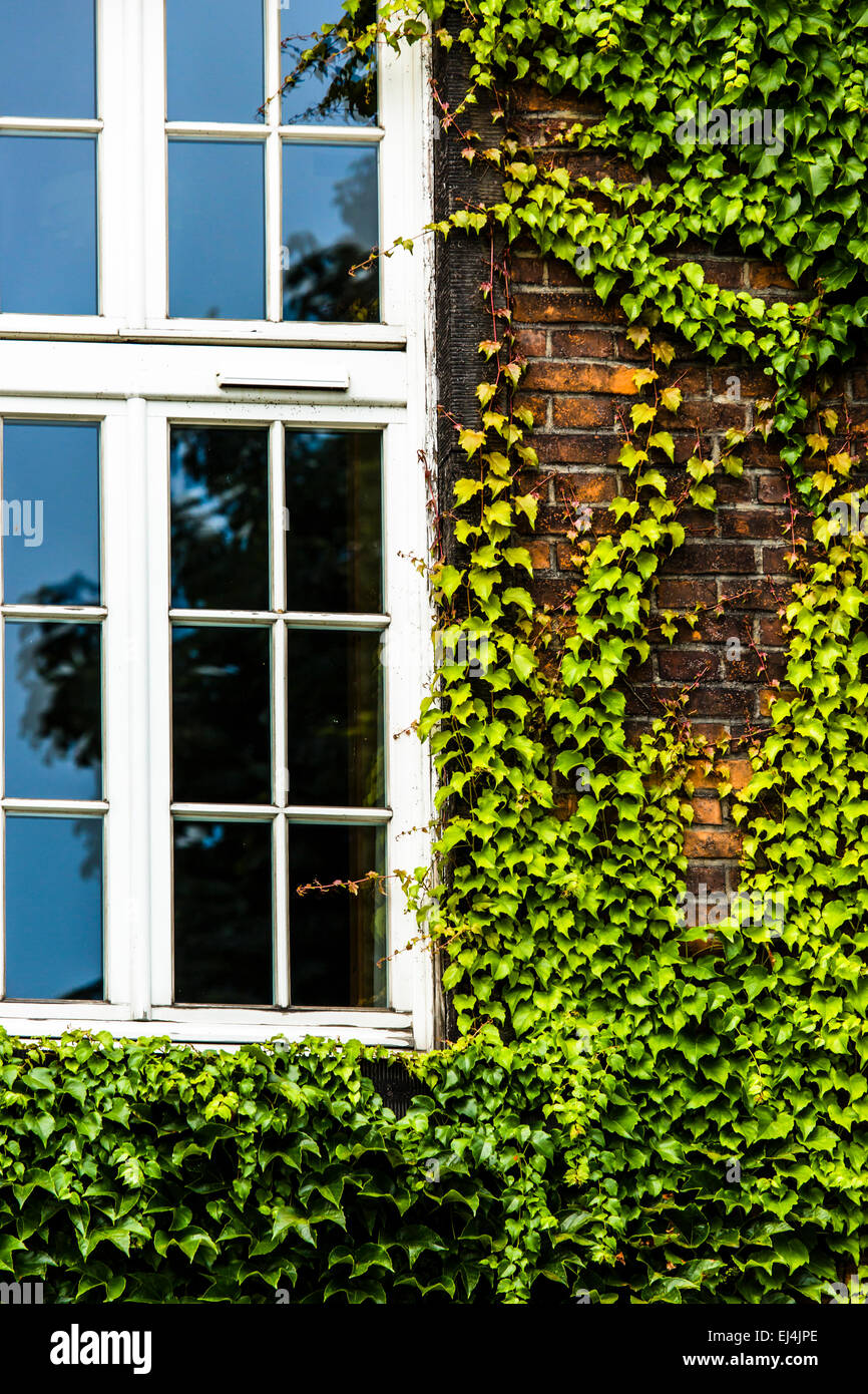 window covered with green ivy Stock Photo - Alamy
