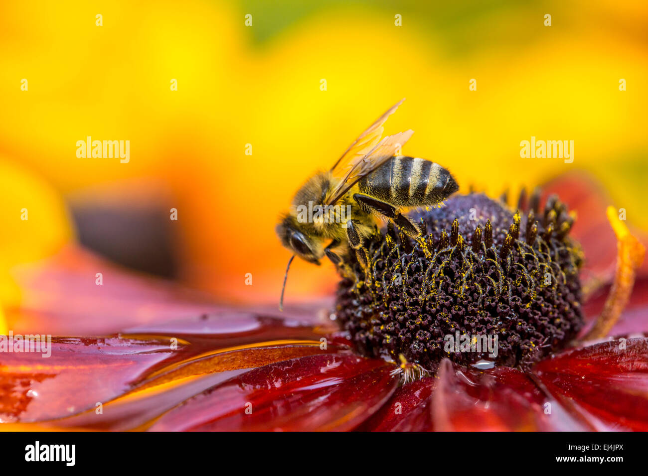 Close-up photo of a Western Honey Bee gathering nectar and spreading ...