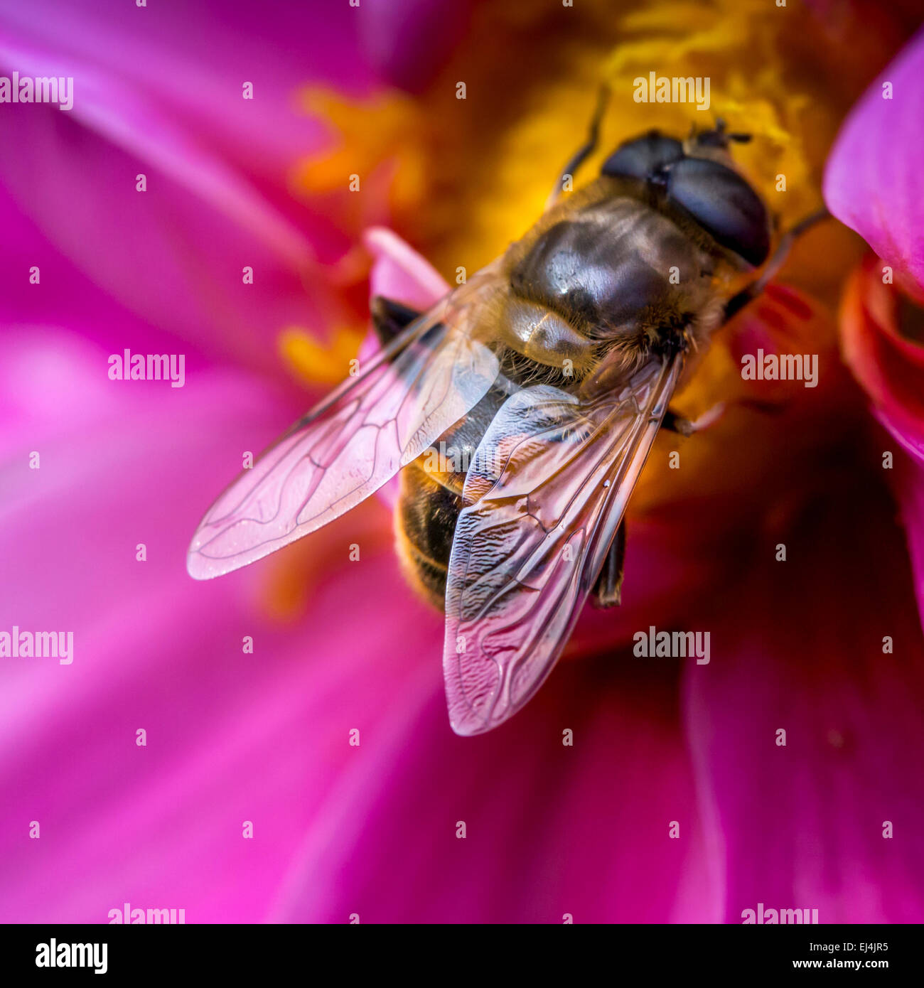 Close-up photo of a Western Honey Bee gathering nectar and spreading ...