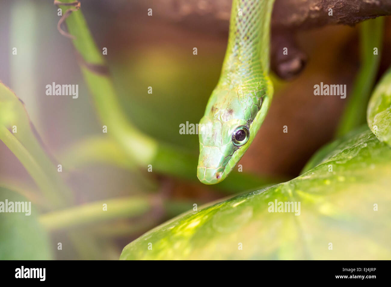 a close-up of an green mamba Stock Photo - Alamy