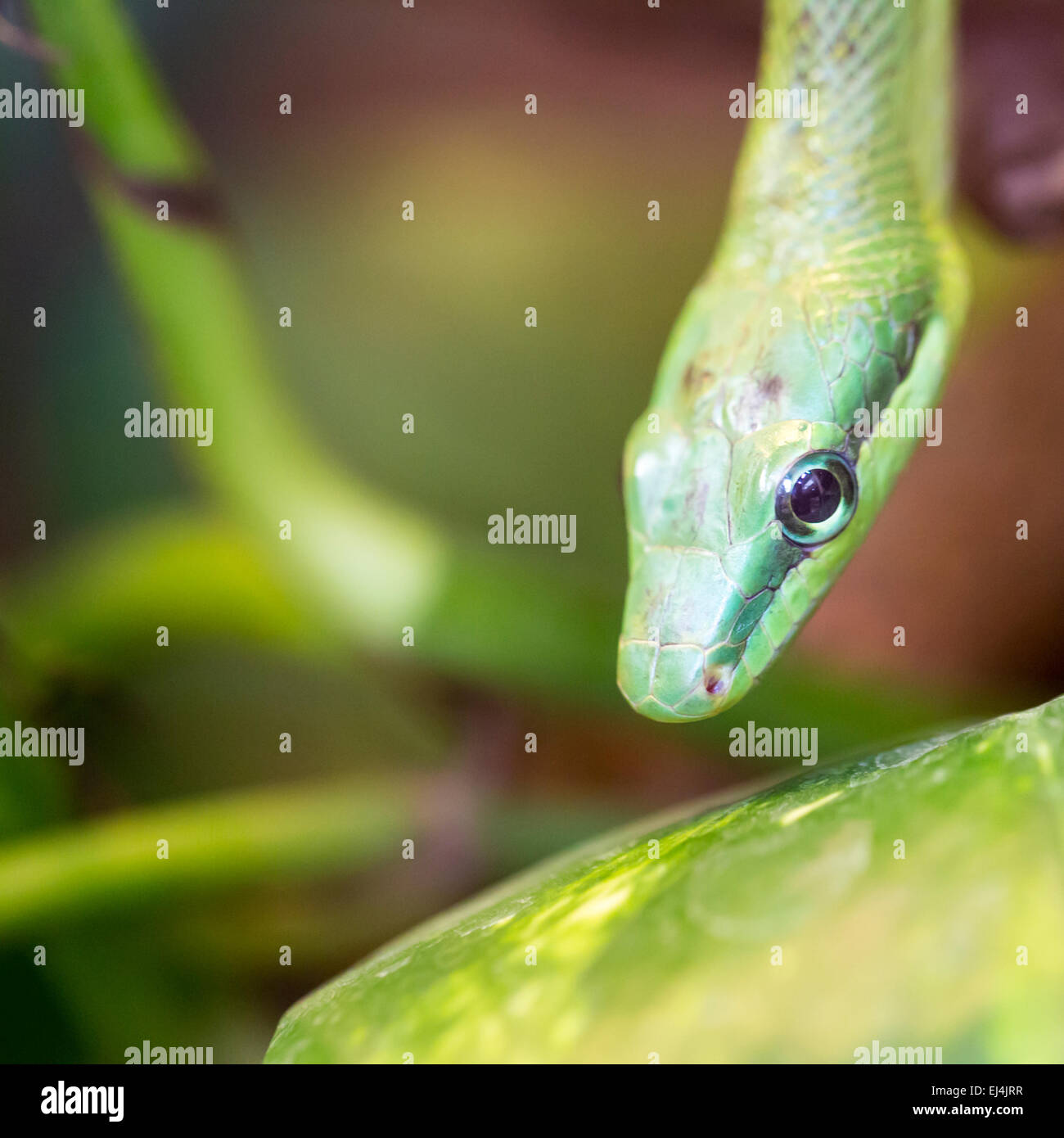 Green mamba mouth hi-res stock photography and images - Alamy