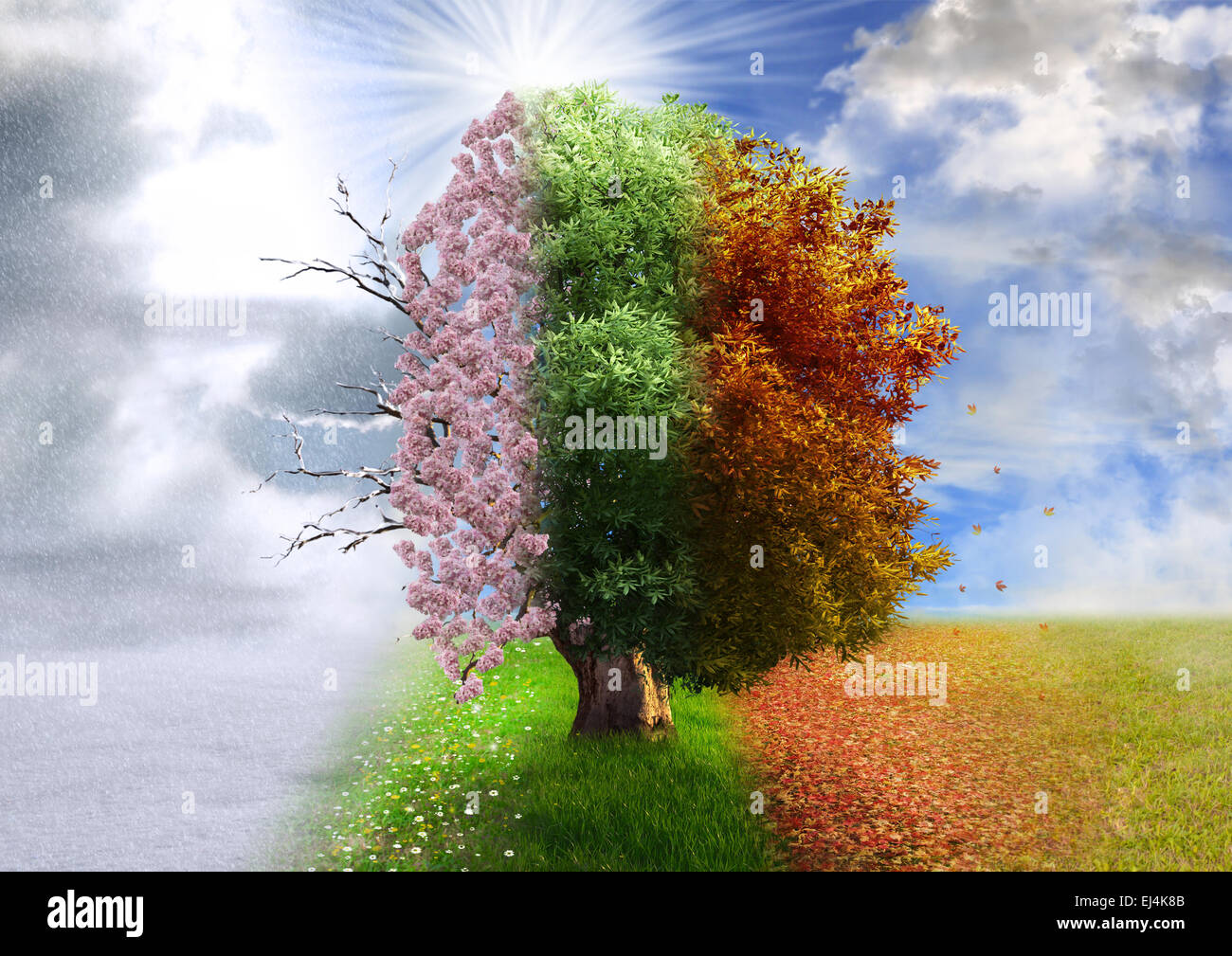 Four season tree, photo manipulation, magical, nature Stock Photo - Alamy