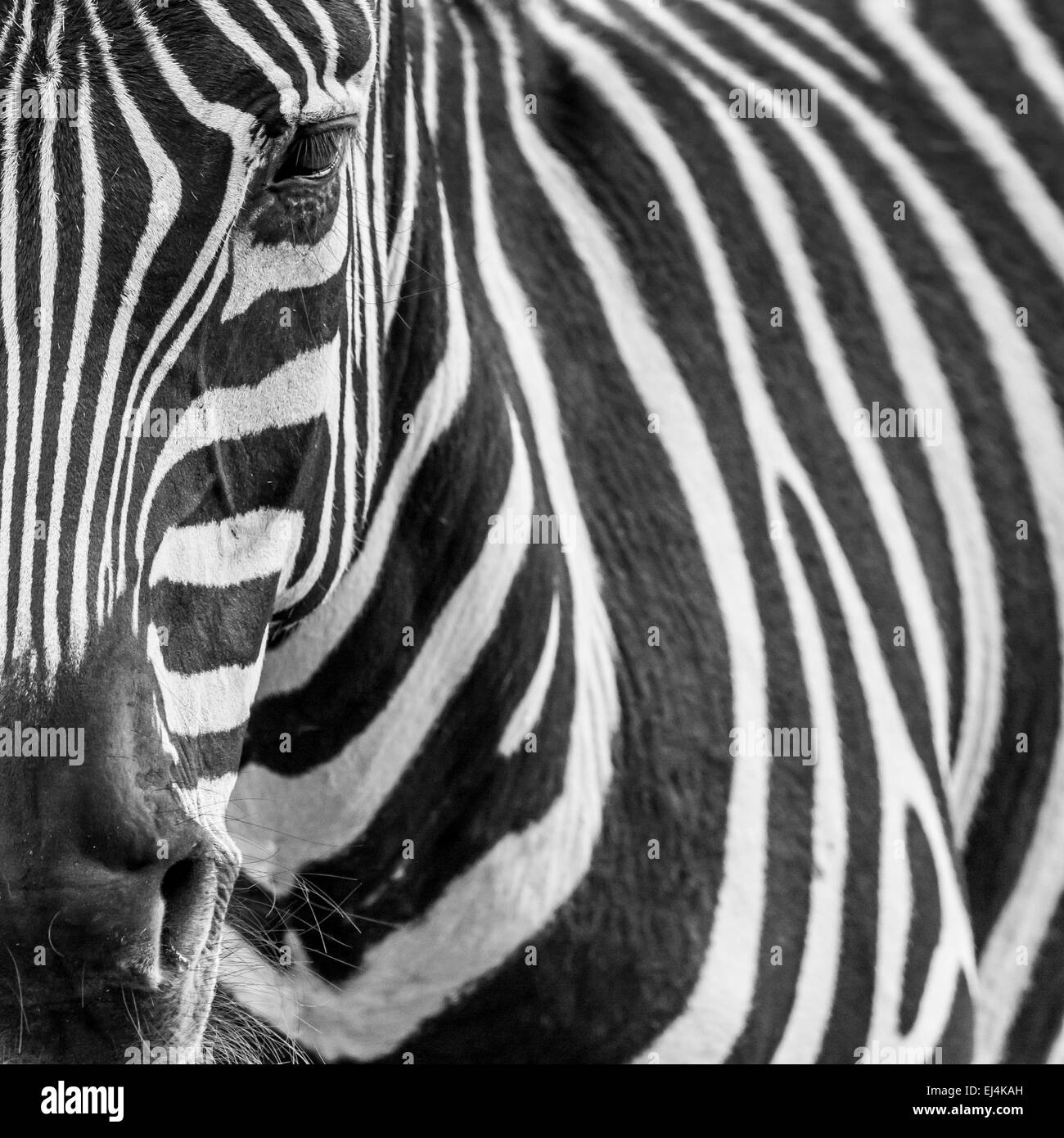 Frame Abstract Zebra Skin Texture High Resolution Stock Photography and ...
