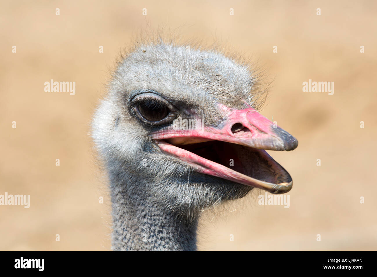 Ostrich head closeup Stock Photo - Alamy
