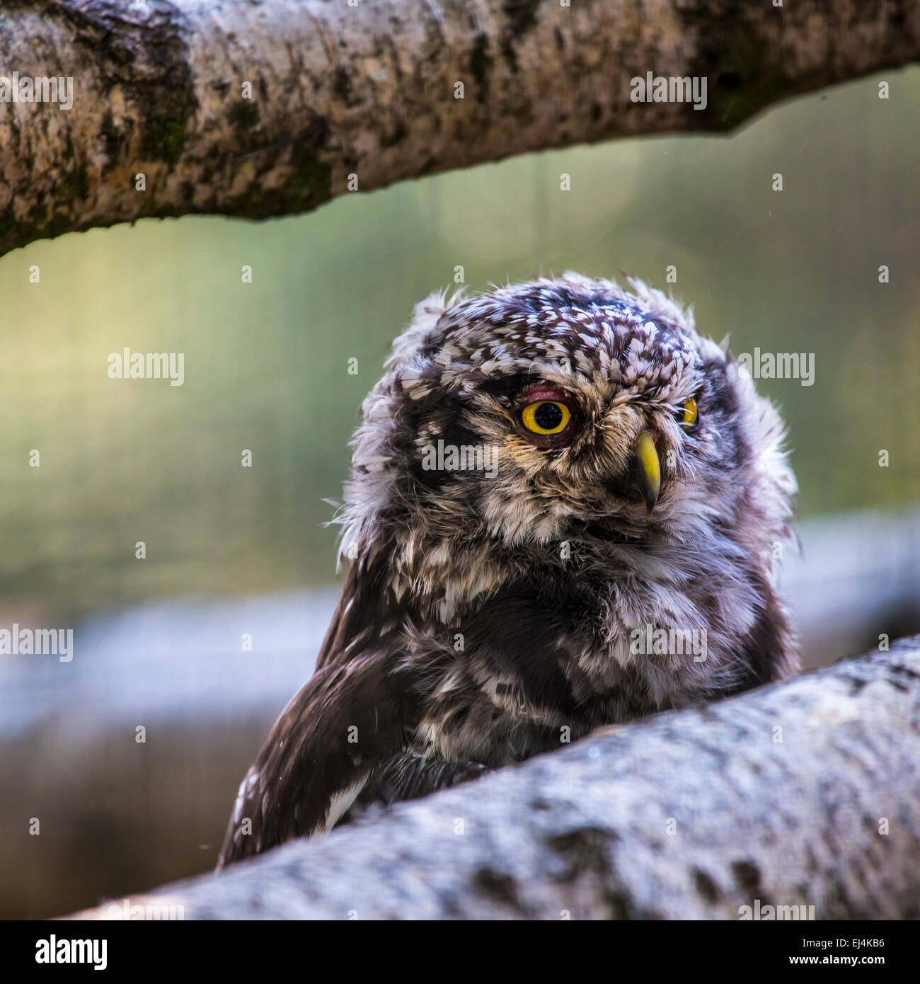 Owl turned head hi-res stock photography and images - Alamy