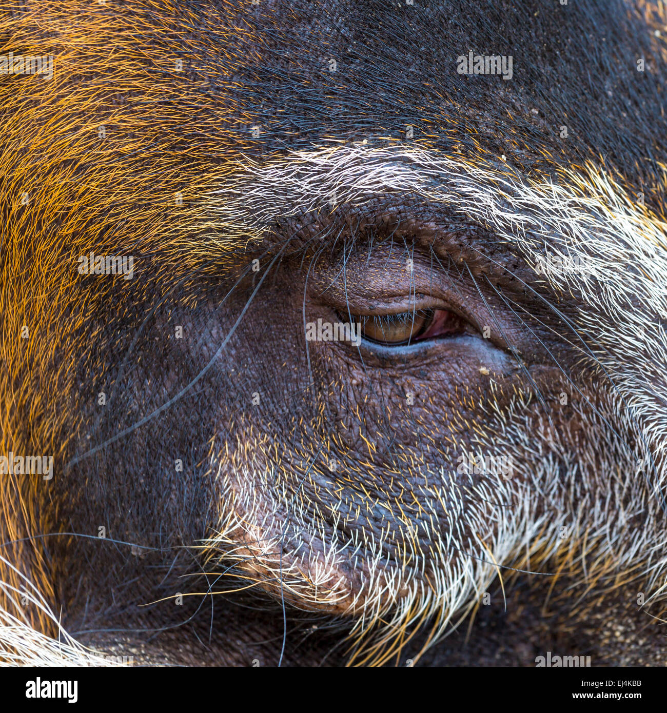 The red river hog, also known as the bush pig, is a pig living in ...