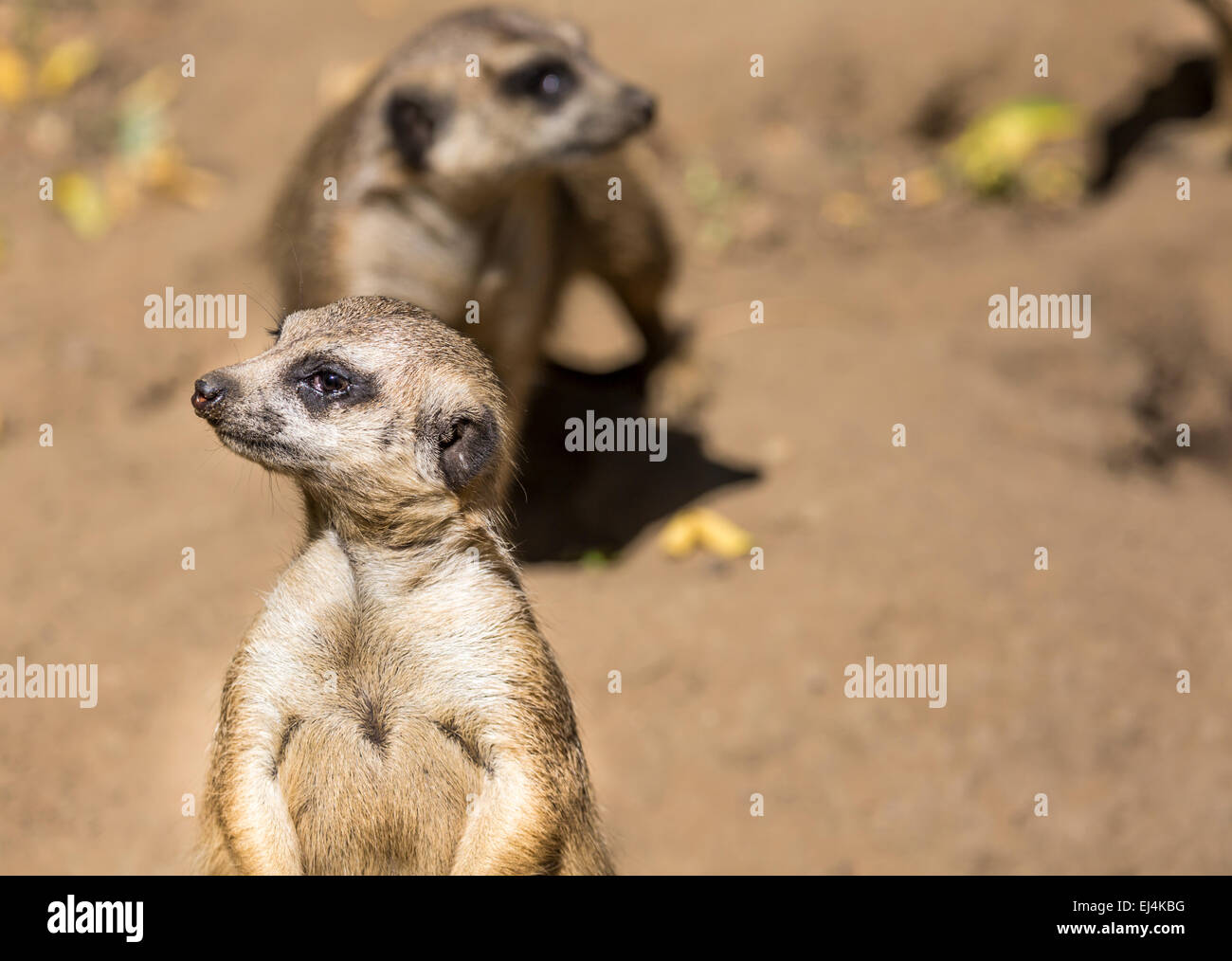 Desert primate hi-res stock photography and images - Alamy