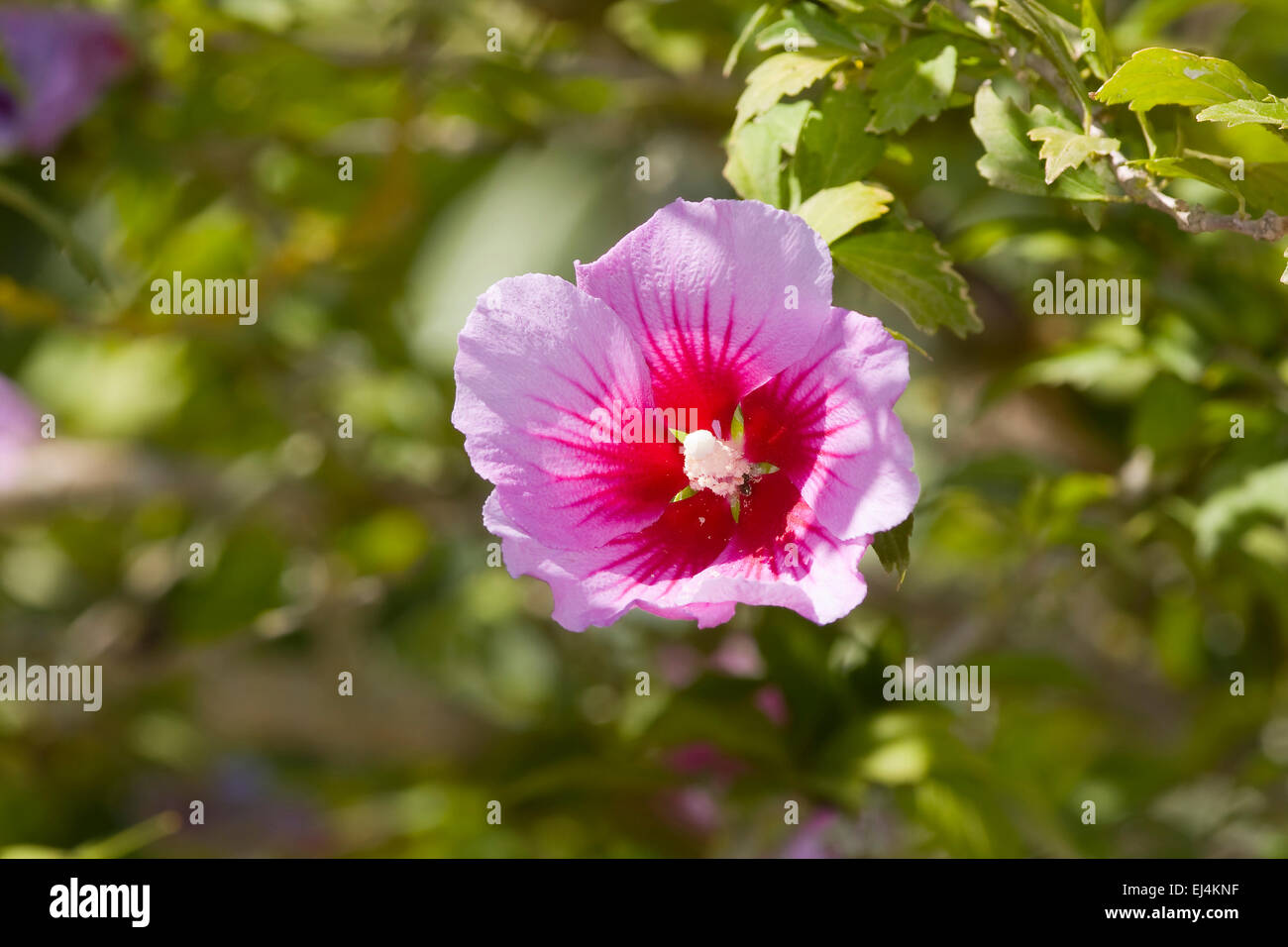 Blooming Rose of Sharon or Shrub Althea (Hibiscus syriacus althea ...