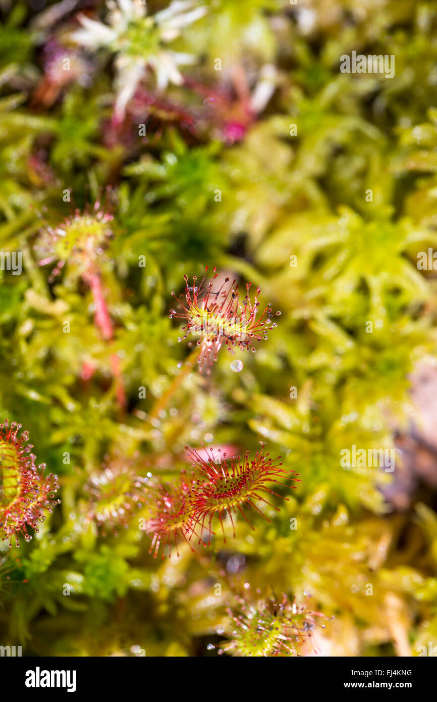 Carnivory hi-res stock photography and images - Alamy
