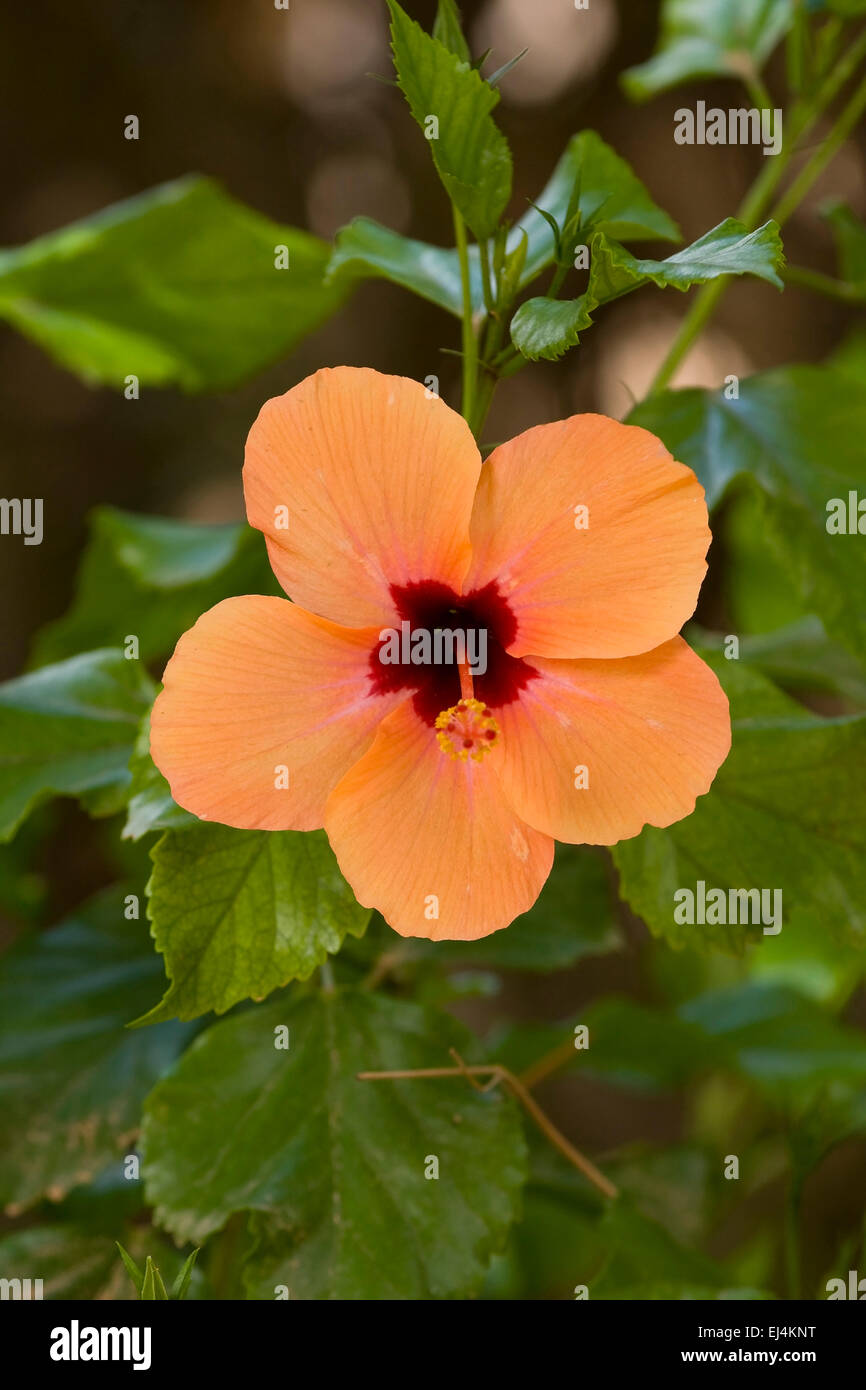 Blooming Rose of Sharon or Shrub Althea (Hibiscus syriacus althea ...