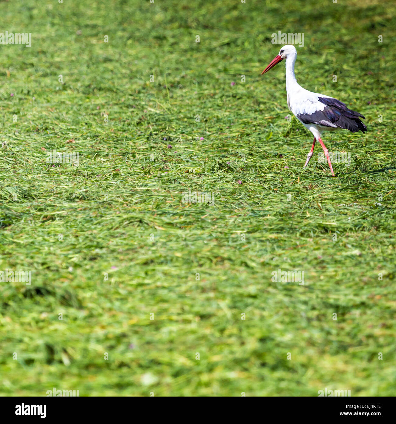 Running stork hi-res stock photography and images - Alamy