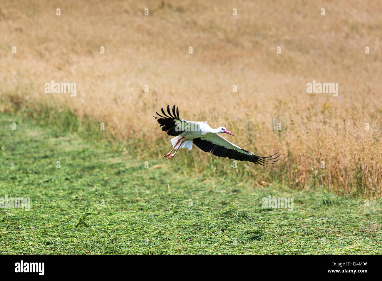 A Stork in flight in Suwalki Landscape Park, Poland Stock Photo - Alamy