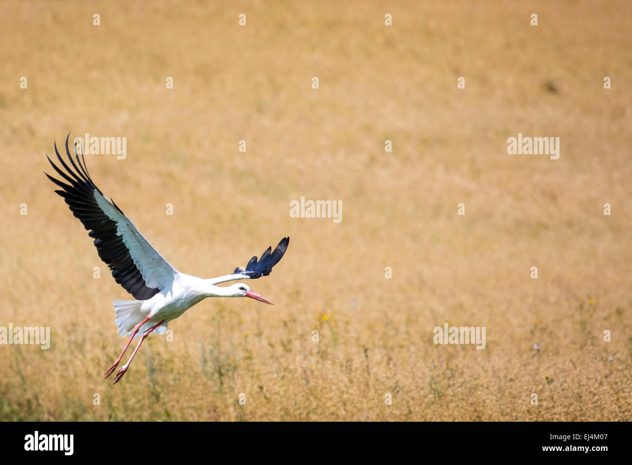 A Stork in flight in Suwalki Landscape Park, Poland Stock Photo - Alamy