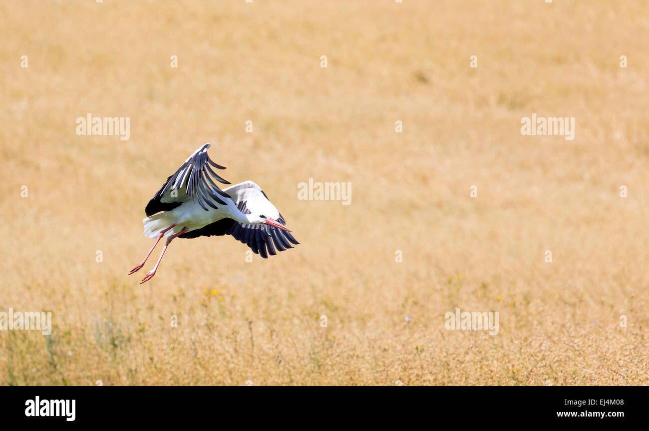 A Stork in flight in Suwalki Landscape Park, Poland Stock Photo - Alamy