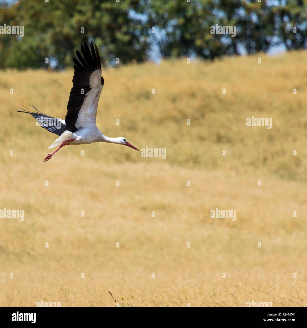 A Stork in flight in Suwalki Landscape Park, Poland Stock Photo - Alamy