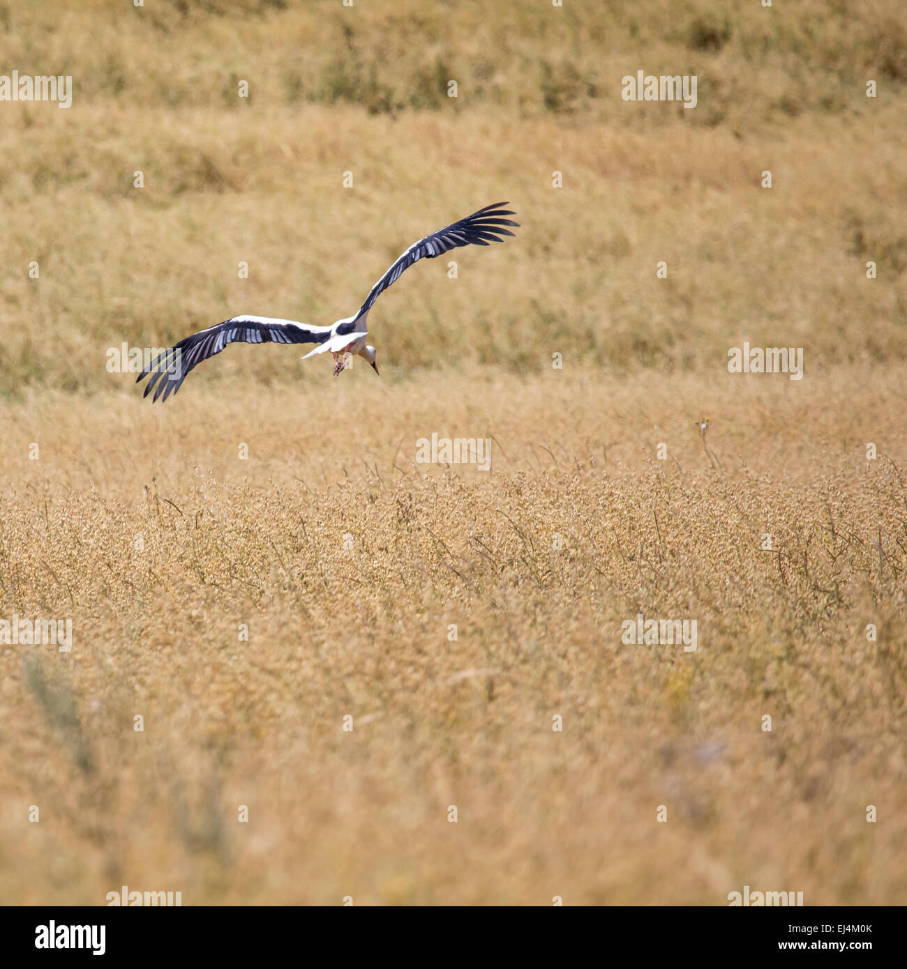 A Stork in flight in Suwalki Landscape Park, Poland Stock Photo - Alamy