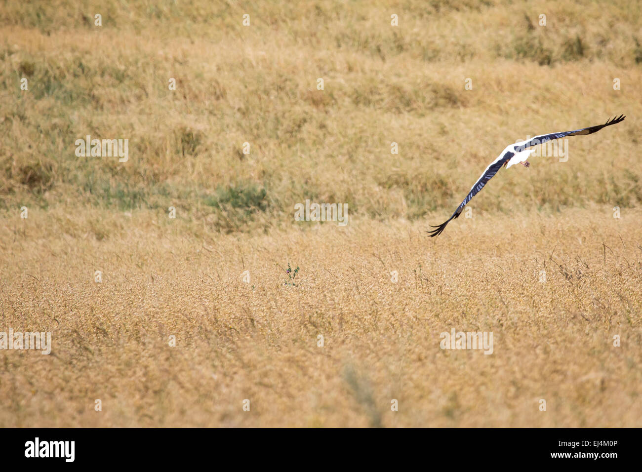 White stork young orange hi-res stock photography and images - Alamy
