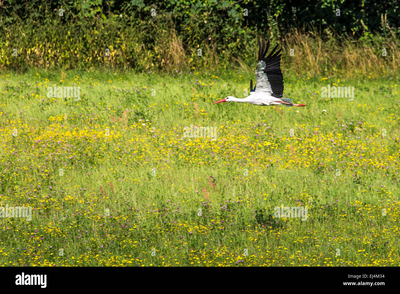 A Stork in flight in Suwalki Landscape Park, Poland Stock Photo - Alamy