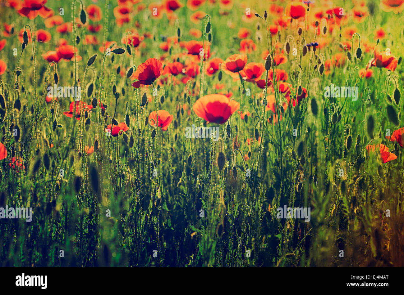 Poppy in a field Stock Photo - Alamy