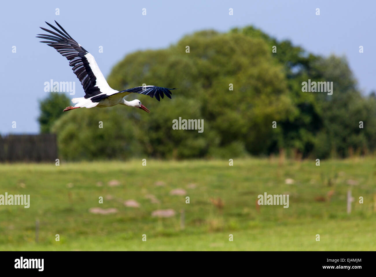 A Stork in flight in Suwalki Landscape Park, Poland Stock Photo - Alamy