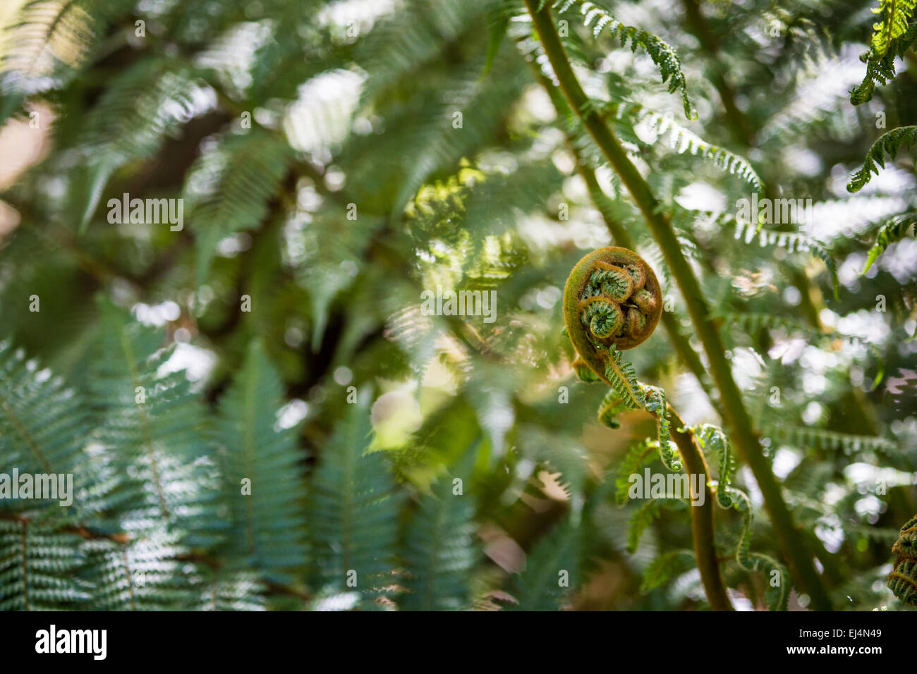 New Zealand iconic fern koru Stock Photo - Alamy