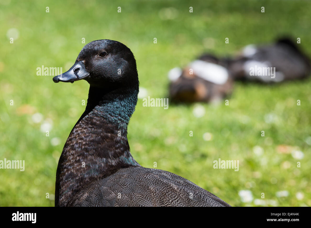 Paradise duck in nature, New Zealand Stock Photo - Alamy
