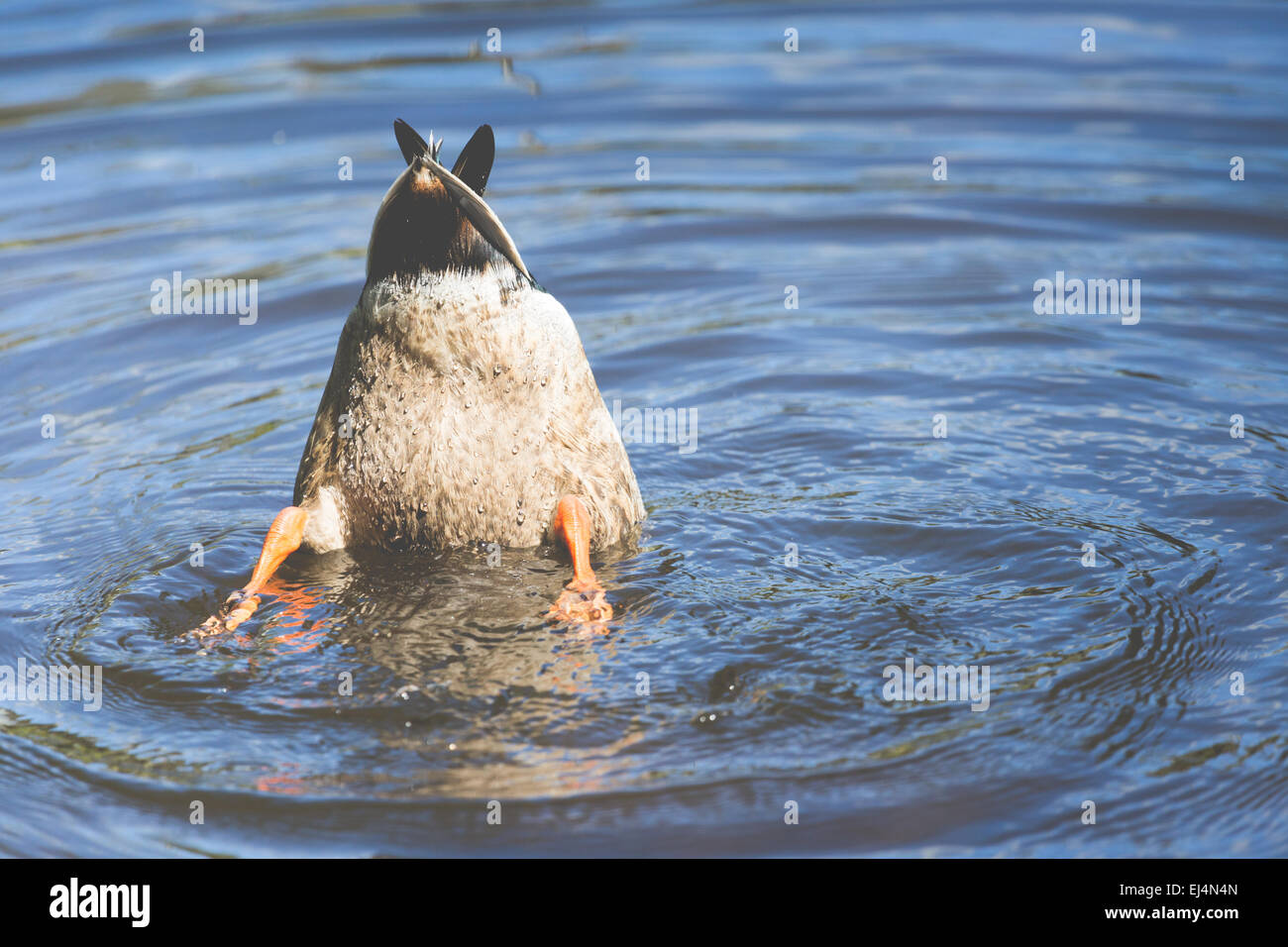 Duck diving in lake Stock Photo - Alamy