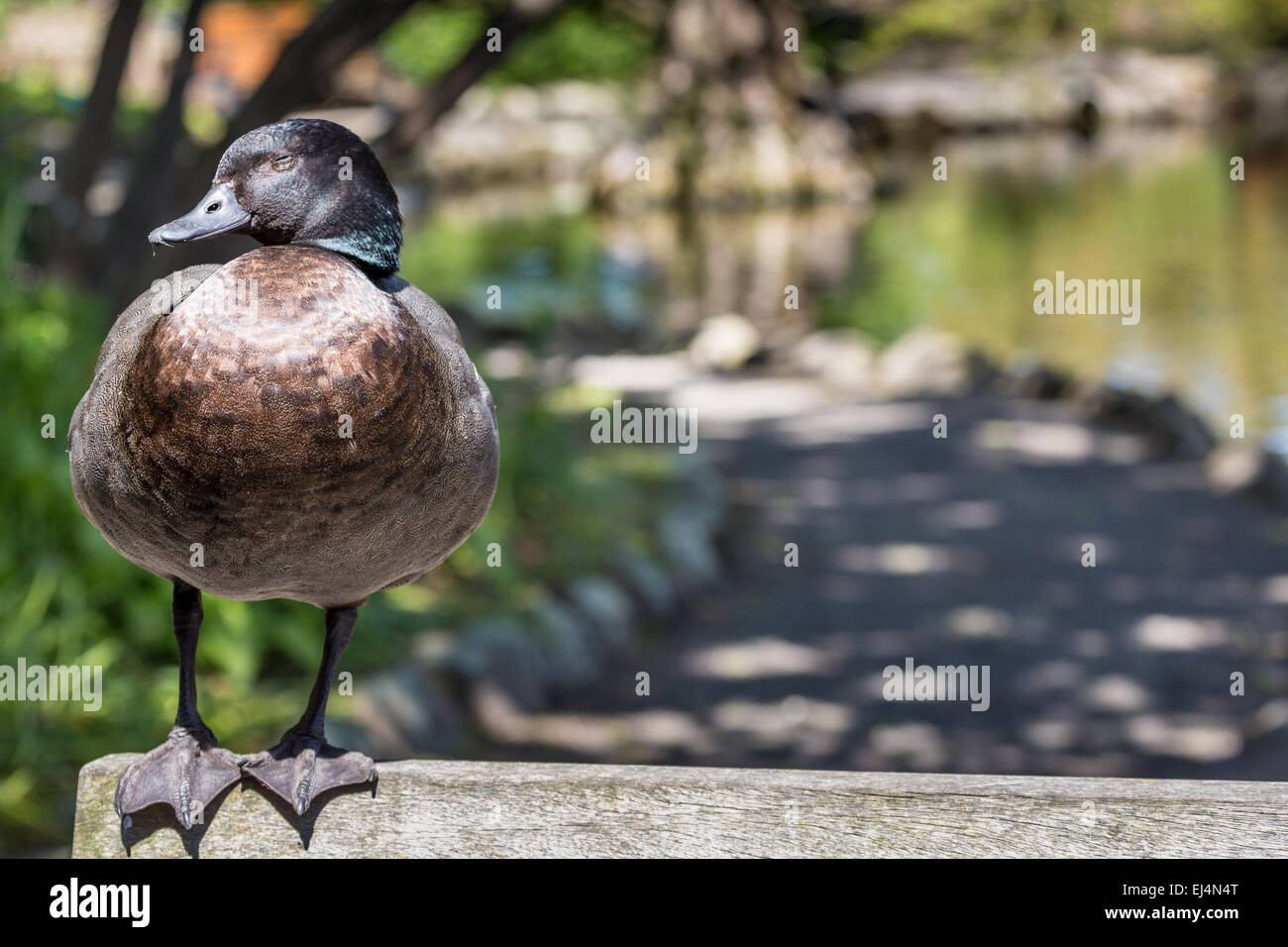 Paradise duck in nature, New Zealand Stock Photo - Alamy