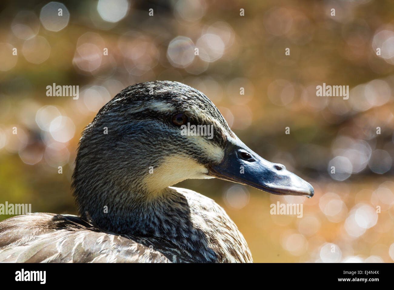 Mallard Duck Close-Up Stock Photo - Alamy