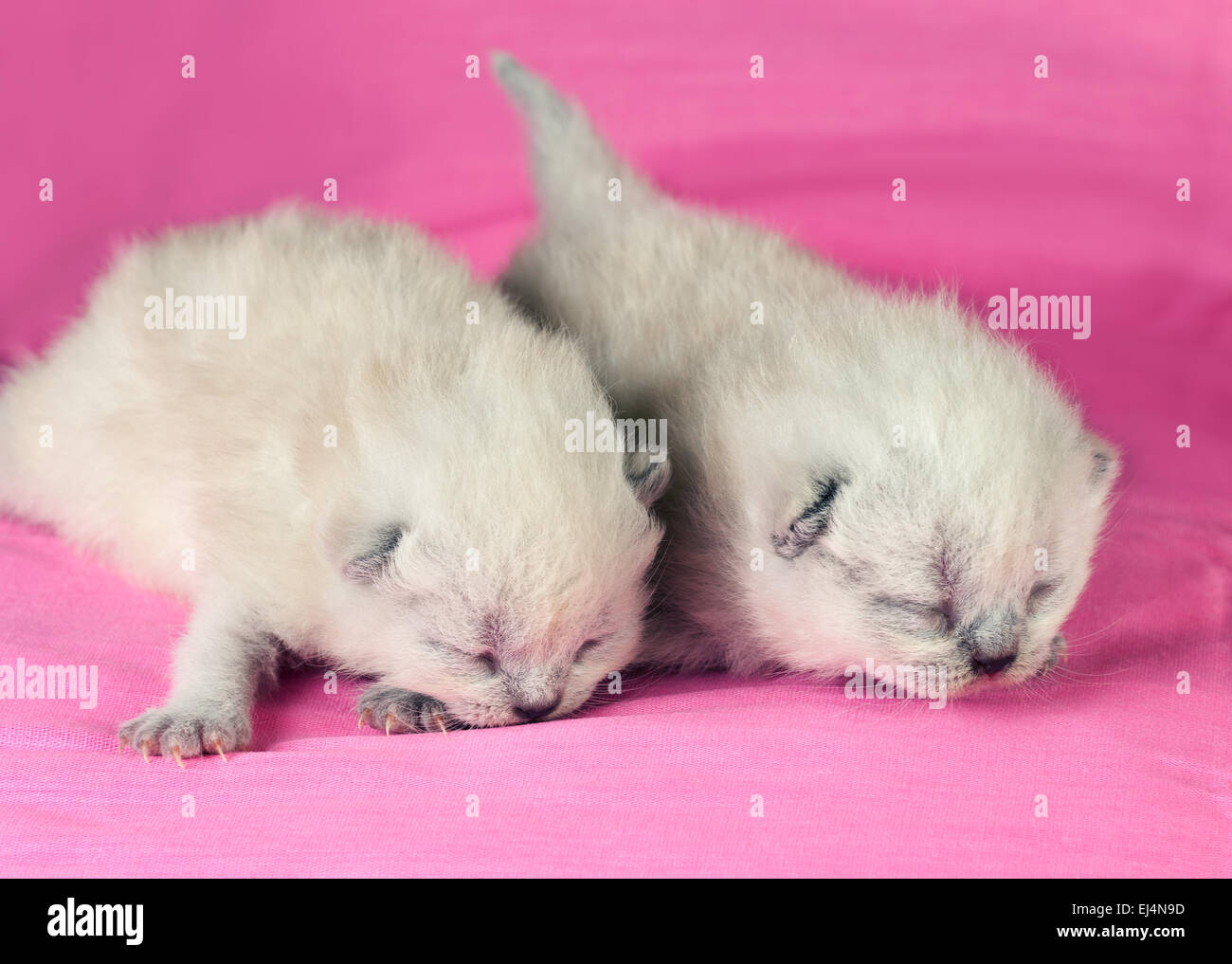 Newborn Himalayan Kittens
