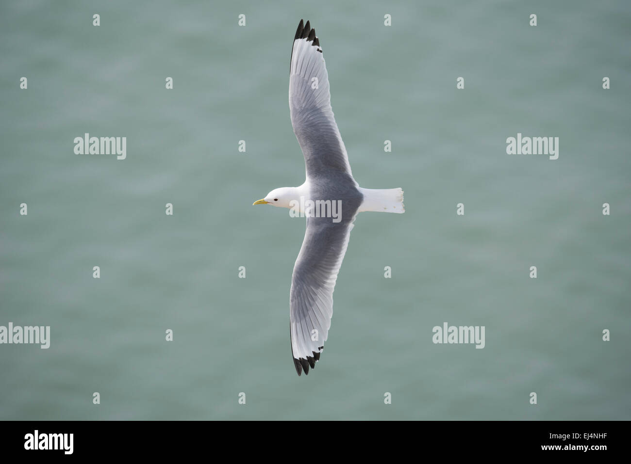 Flying kittiwake hi-res stock photography and images - Alamy