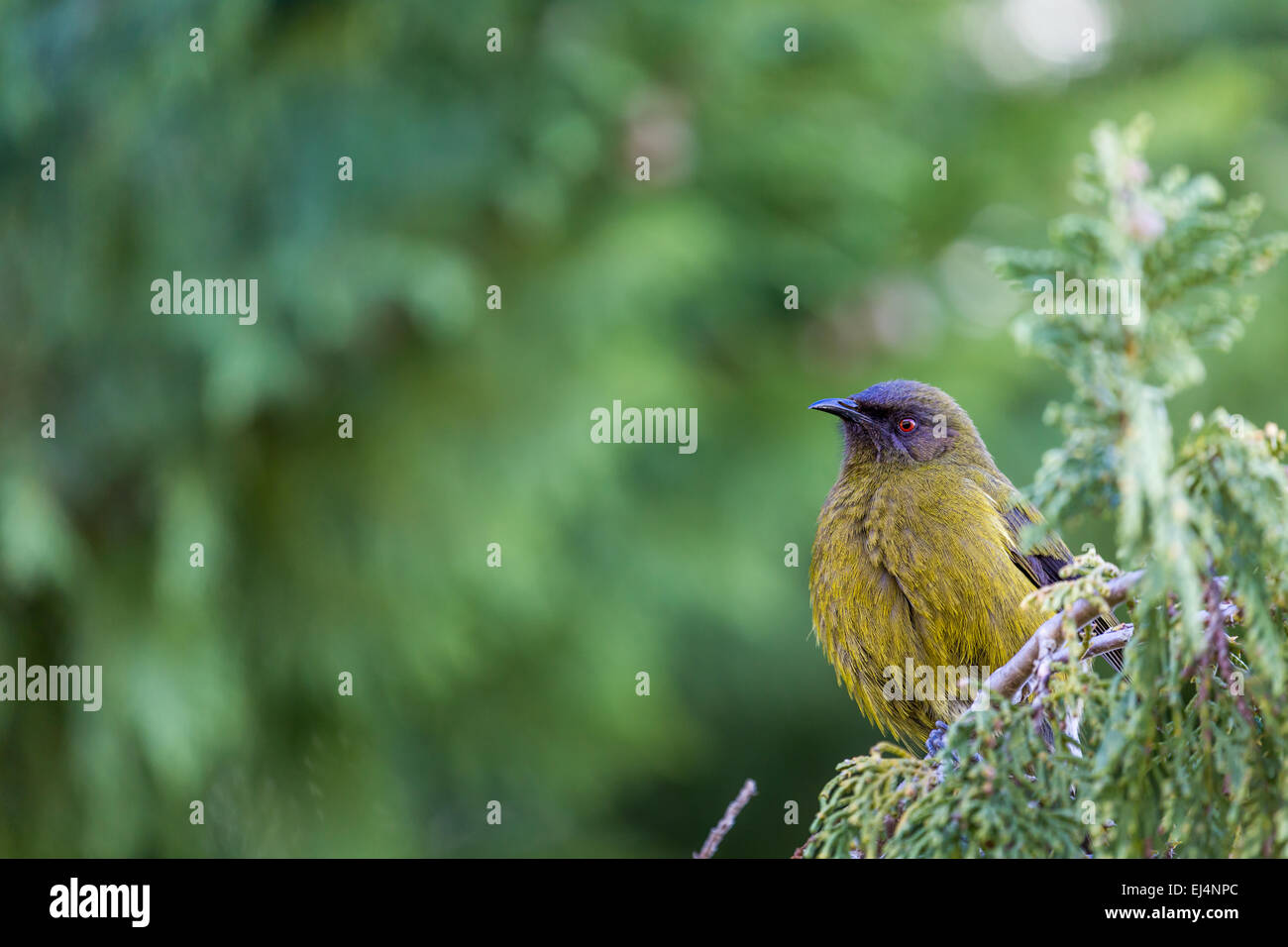Tui endemic honeyeater of new zealand hi-res stock photography and ...