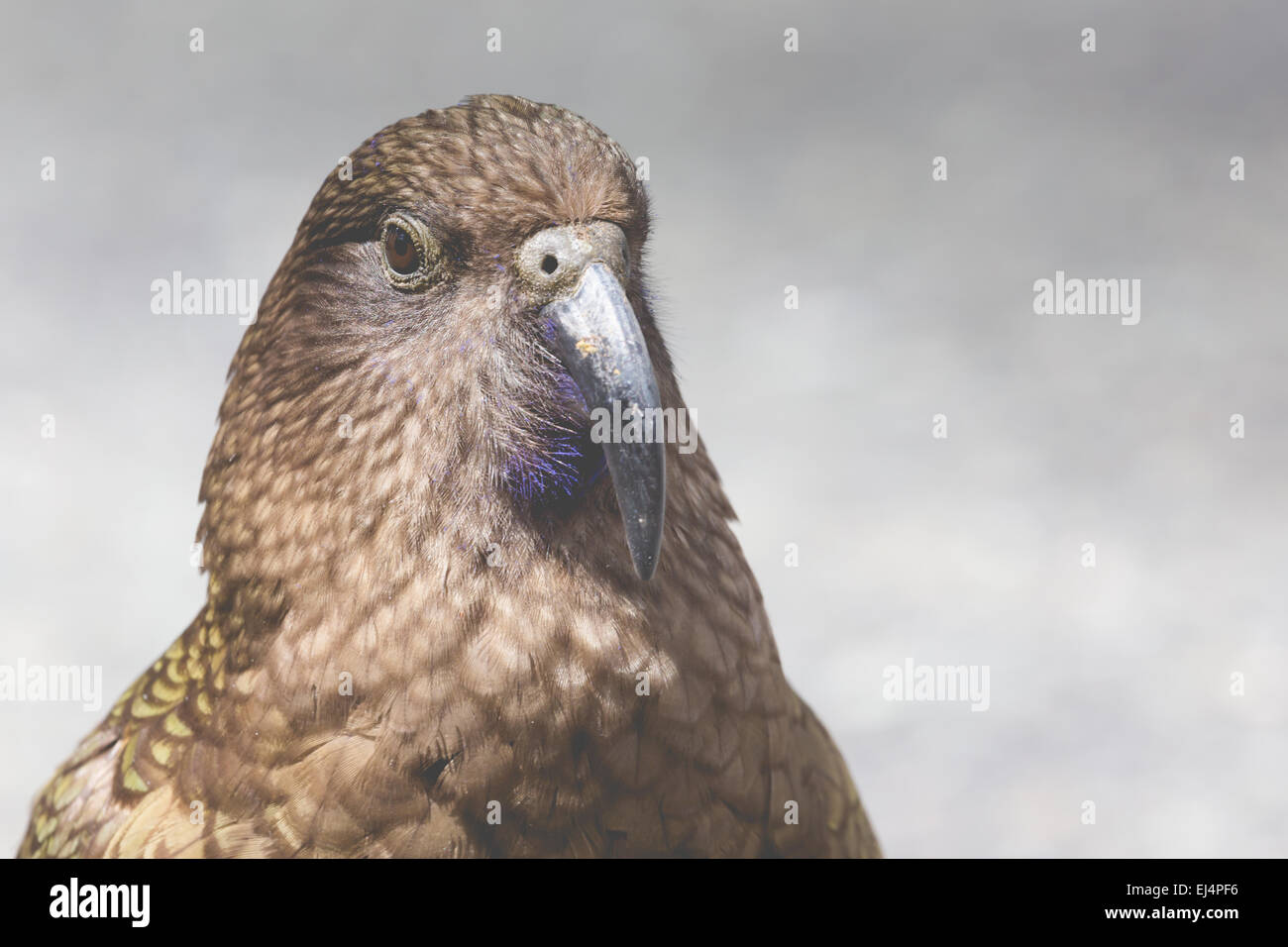 Worlds only alpine parrot hi-res stock photography and images - Alamy