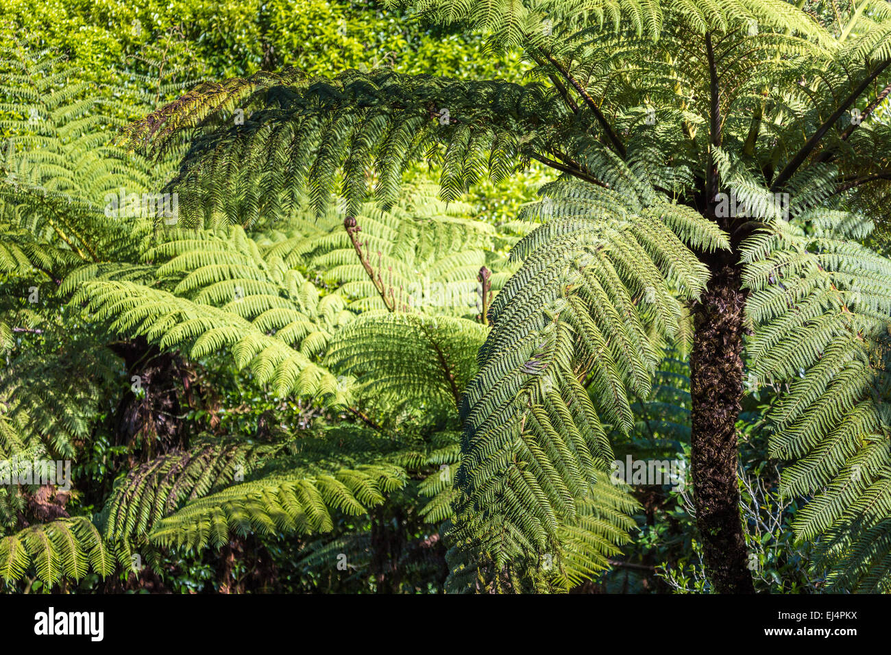 The New Zealand native bush. Fern tree Stock Photo - Alamy