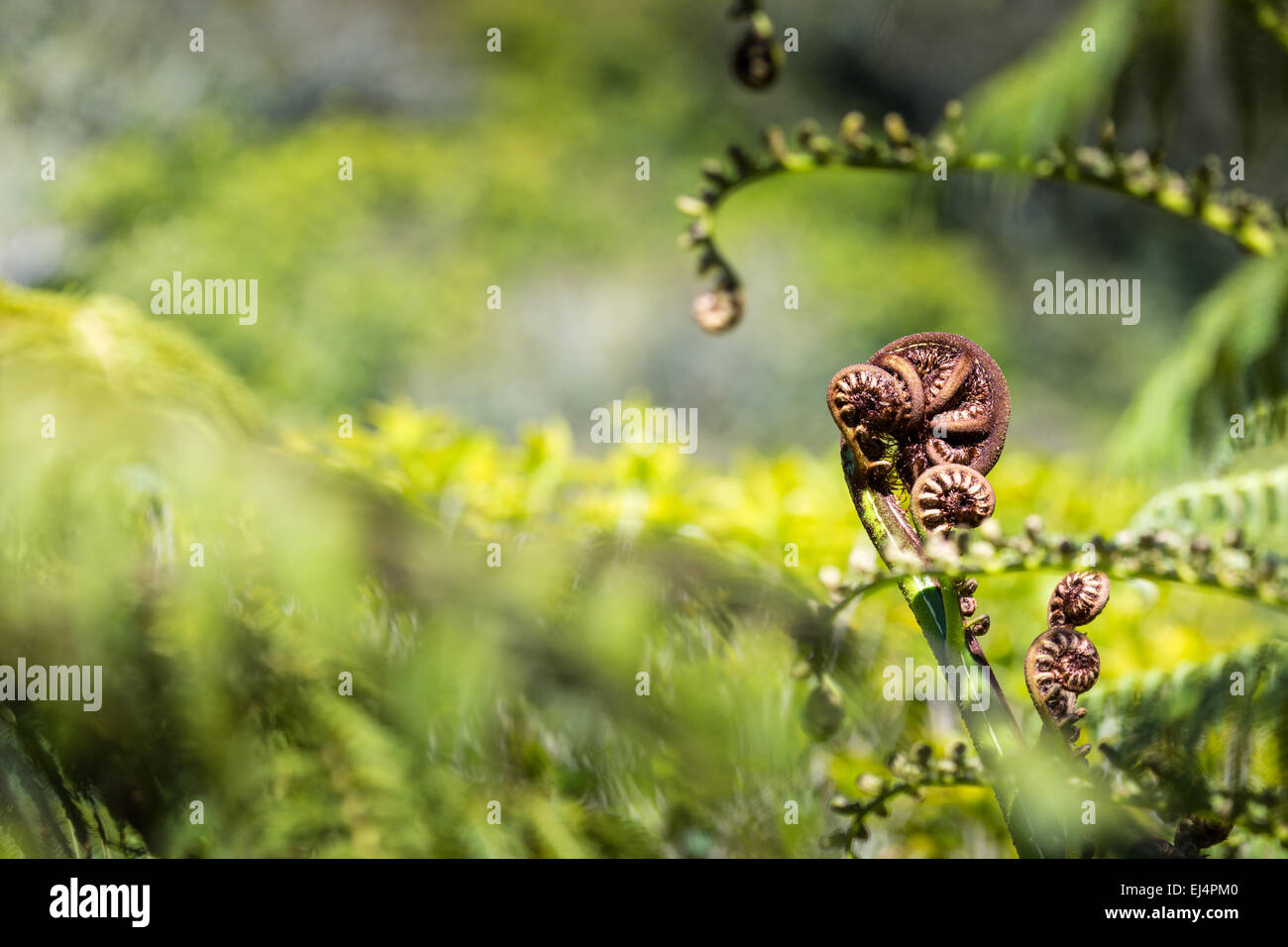 Unravelling fern frond closeup, one of New Zealand symbols Stock Photo ...