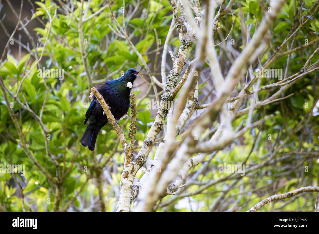 Tui Bird/ a native of New Zealand, the male Tui with it's white plume ...
