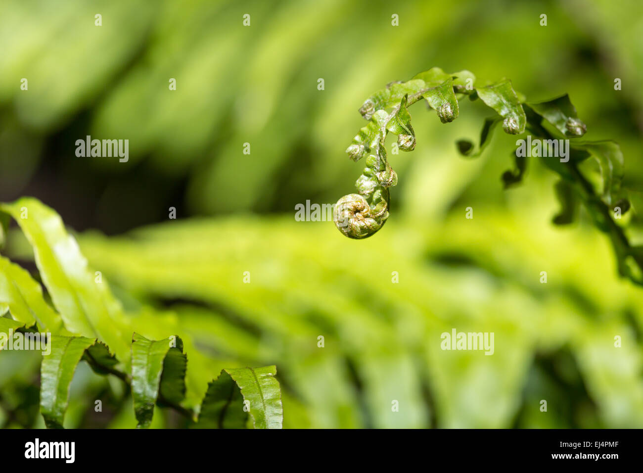 Unravelling fern frond closeup, one of New Zealand symbols Stock Photo ...