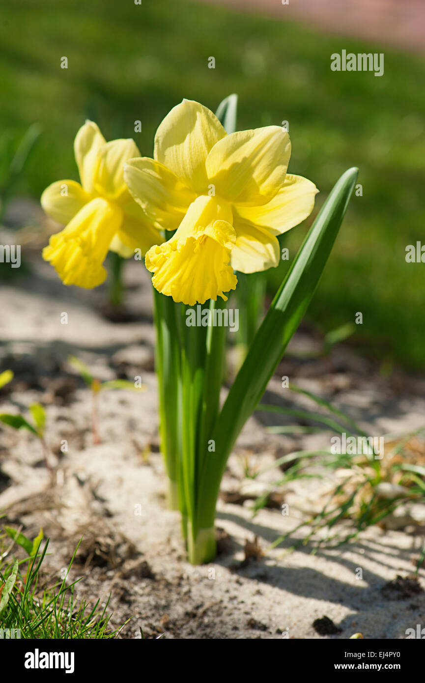 Beautiful yellow daffodils Stock Photo - Alamy