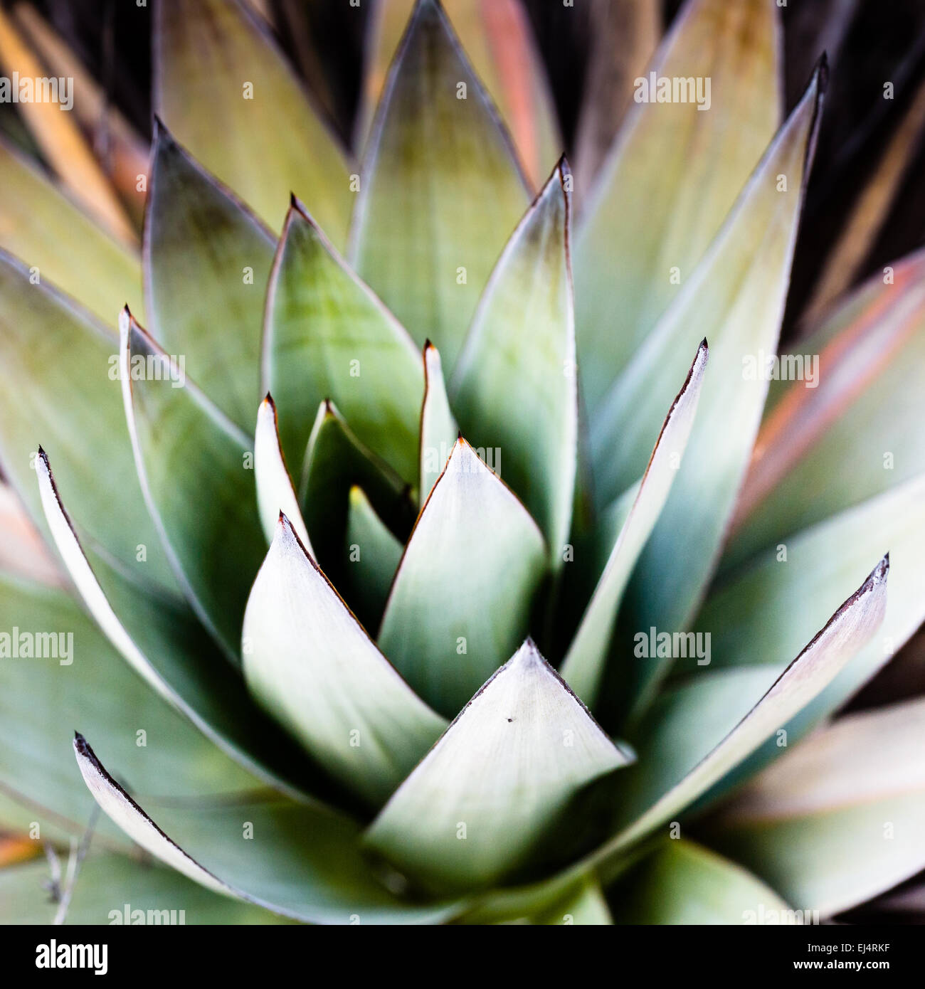 Endemic plant from Mount Roraima in Venezuela Stock Photo - Alamy
