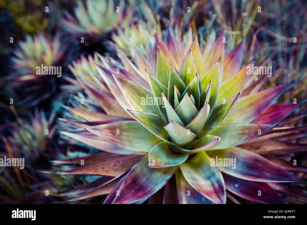 Endemic plant from Mount Roraima in Venezuela Stock Photo - Alamy