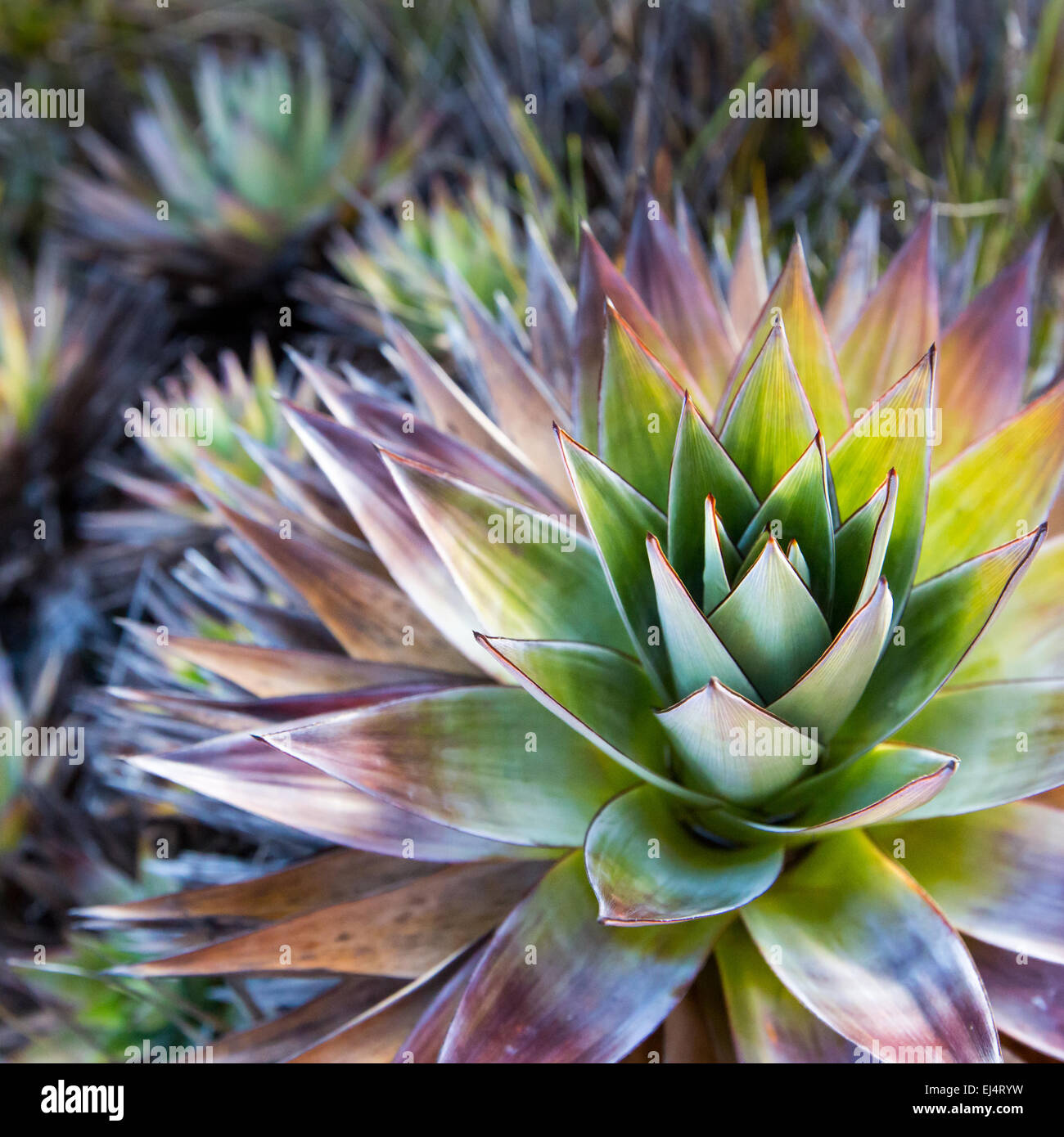 Endemic plant from Mount Roraima in Venezuela Stock Photo - Alamy