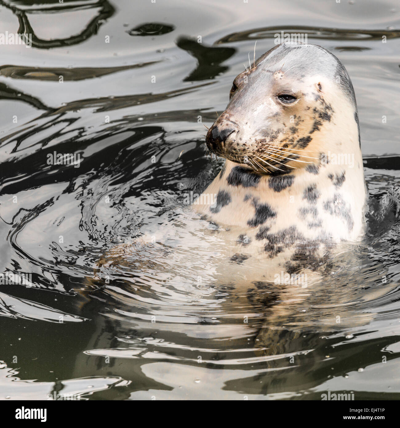 Common seal head out water hi-res stock photography and images - Alamy